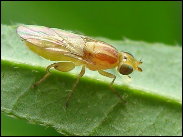 Diptera.info - Discussion Forum: Meromyza 1
