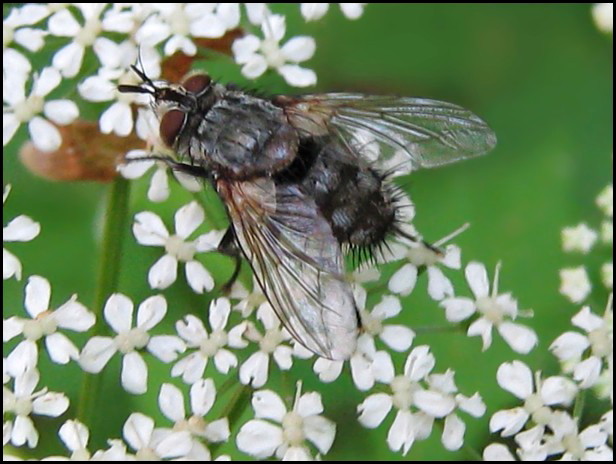 Diptera.info - Discussion Forum: Tachinidae - Linnaemyia spec. 25-5-11