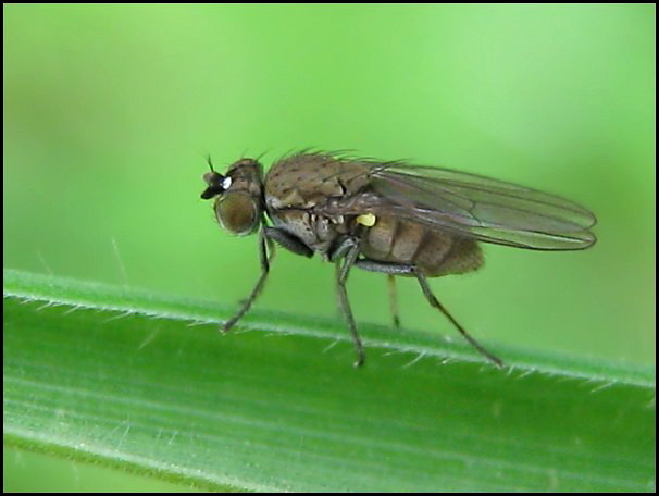 Diptera.info - Discussion Forum: Hydrellia