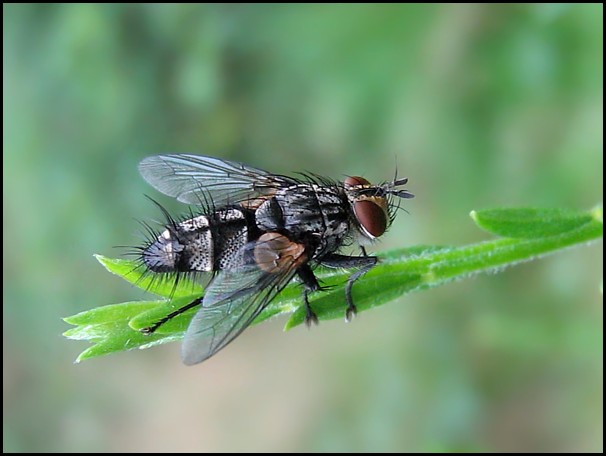 Diptera.info - Discussion Forum: Tachinidae-Exorista rustica (group)