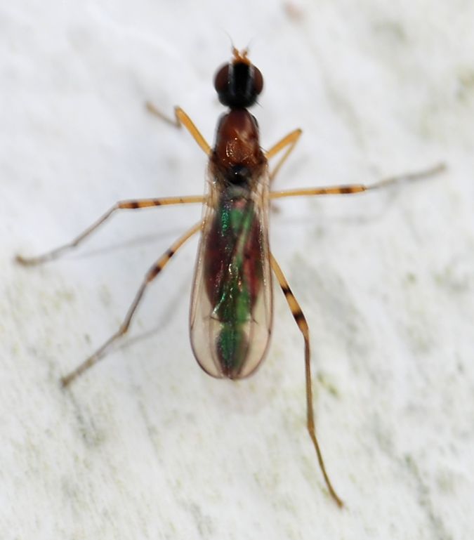 Diptera.info - Discussion Forum: Unknown midge