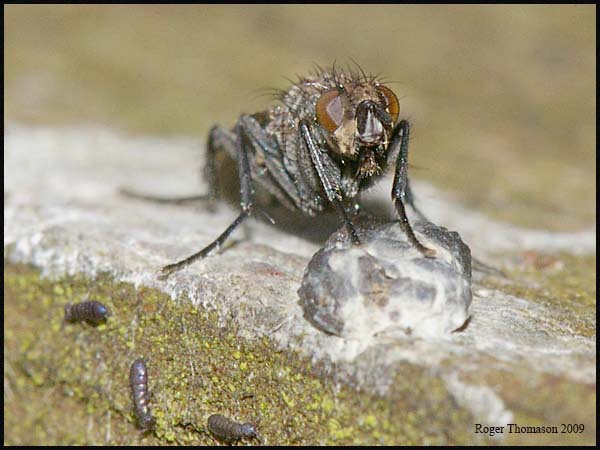 Diptera.info - Discussion Forum: Dull fly