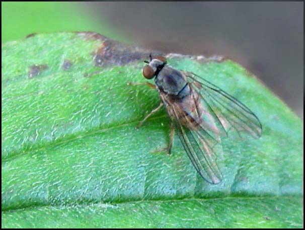 Diptera.info - Discussion Forum: Protoclythia modesta
