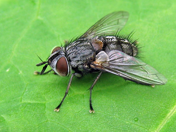 Diptera.info - Discussion Forum: Carcelia iliaca - Tachinidae