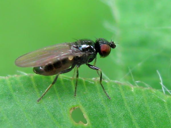 Diptera.info - Discussion Forum: Chloropidae 3