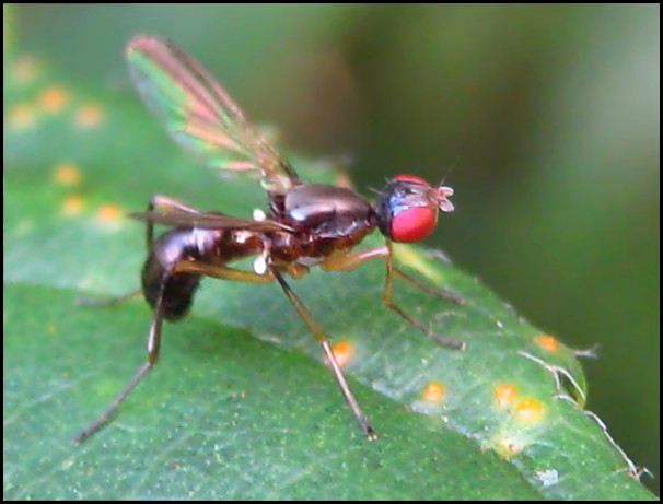 Diptera.info - Discussion Forum: Nemopoda nitidula