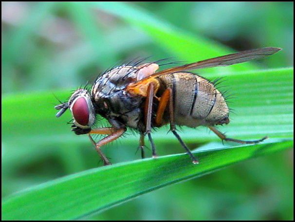 Diptera.info - Discussion Forum: Muscidae - Mydaea corni