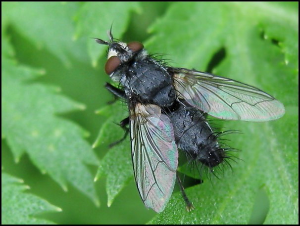Diptera.info - Discussion Forum: Exorista rustica