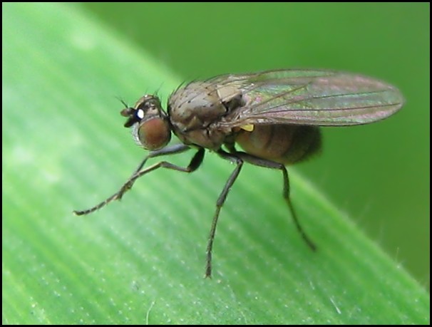 Diptera.info - Discussion Forum: Hydrellia