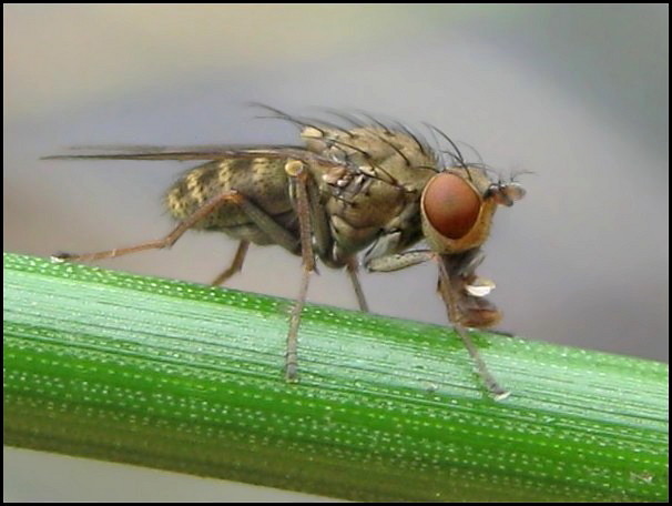 Diptera.info - Discussion Forum: Notiphila 1