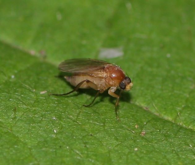 Diptera.info - Discussion Forum: Phoridae sp?
