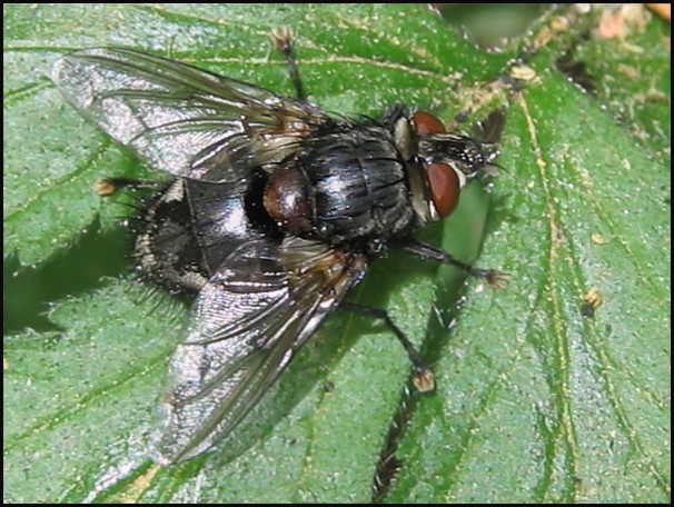 Diptera.info - Discussion Forum: Blepharipa cf pratensis