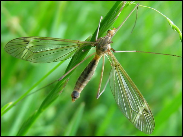 Diptera.info - Discussion Forum: Tipula fascipennis