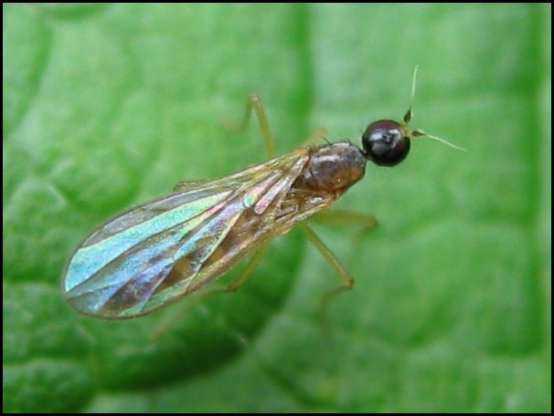Diptera.info - Discussion Forum: Chelipoda spec.