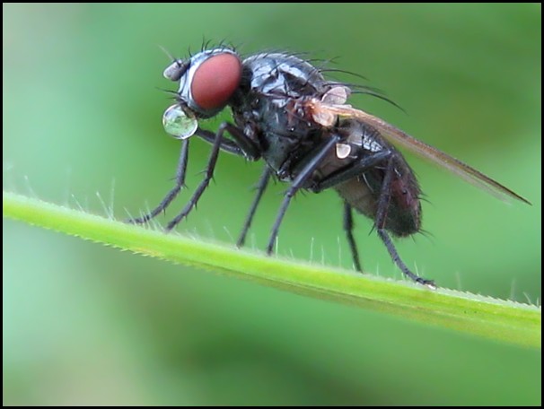 Diptera.info - Discussion Forum: Fannia fly
