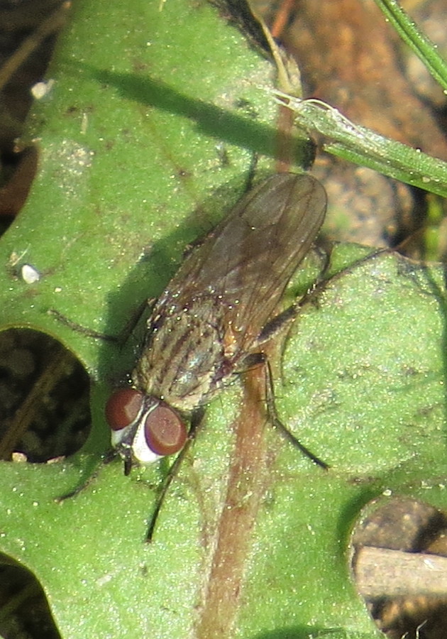 Diptera.info - Discussion Forum: Unknown fly