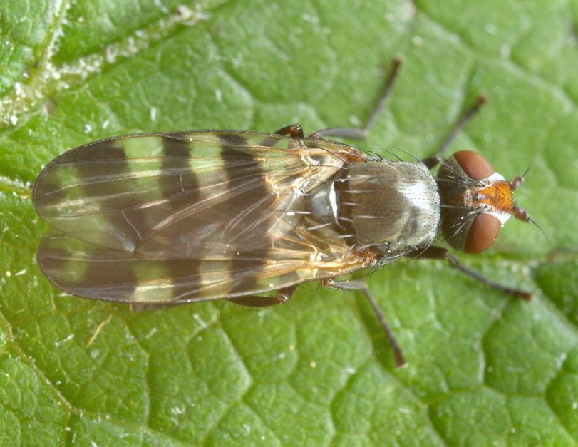 Diptera.info - Discussion Forum: Fly 9mm ? ->Uliididae Ceroxys urticae