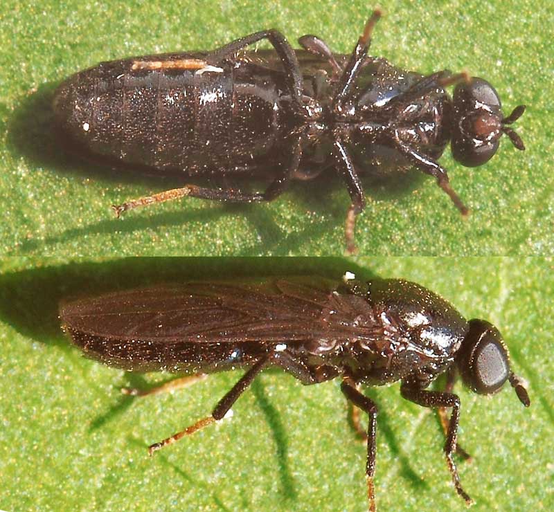 Diptera.info - Discussion Forum: Scenopinidae ID ->Scenopinus niger