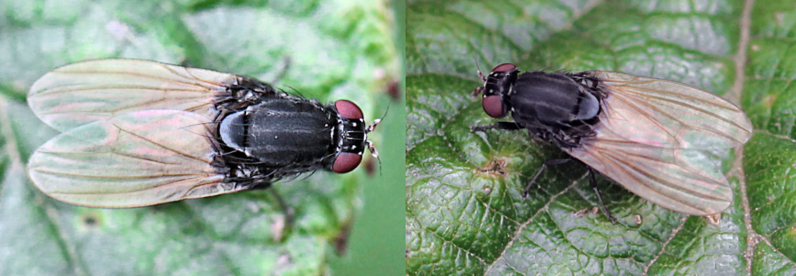 Diptera.info - Discussion Forum: Help with fly with pearly white ...