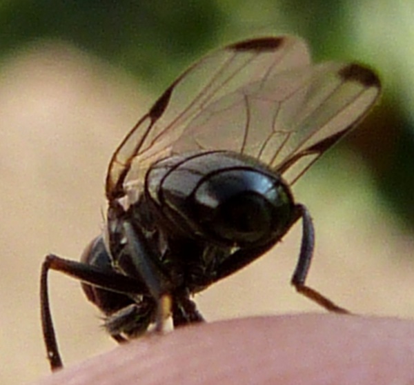 Diptera.info - Discussion Forum: Sepsidae? --> Ulidiidae cf. Seioptera