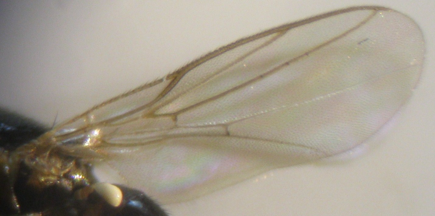 Diptera.info - Discussion Forum: Chloropidae 27 Jul SW Sweden