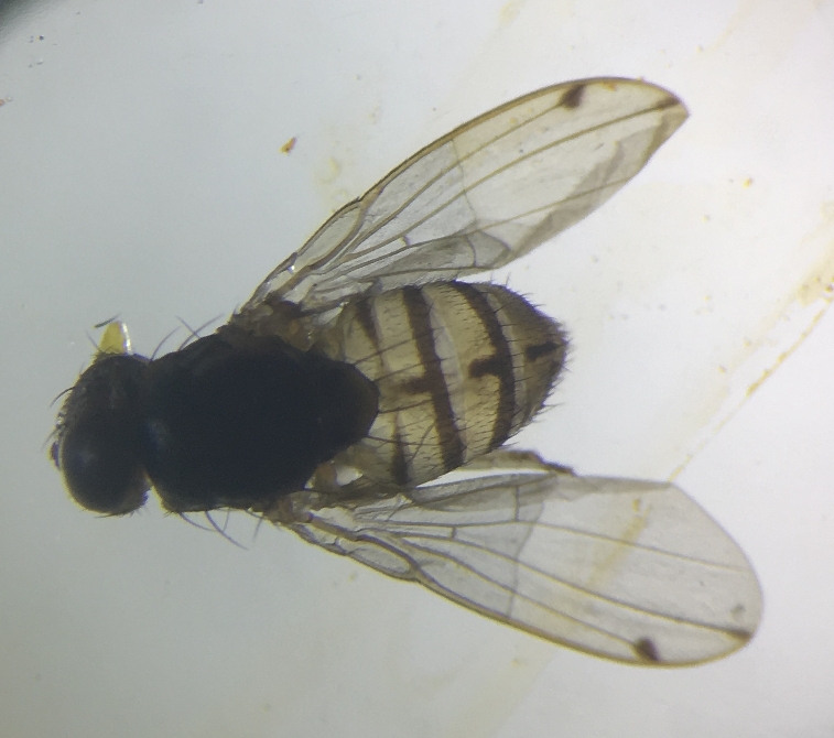 Diptera.info - Discussion Forum: Gitona distigma and Drosophila subobscura