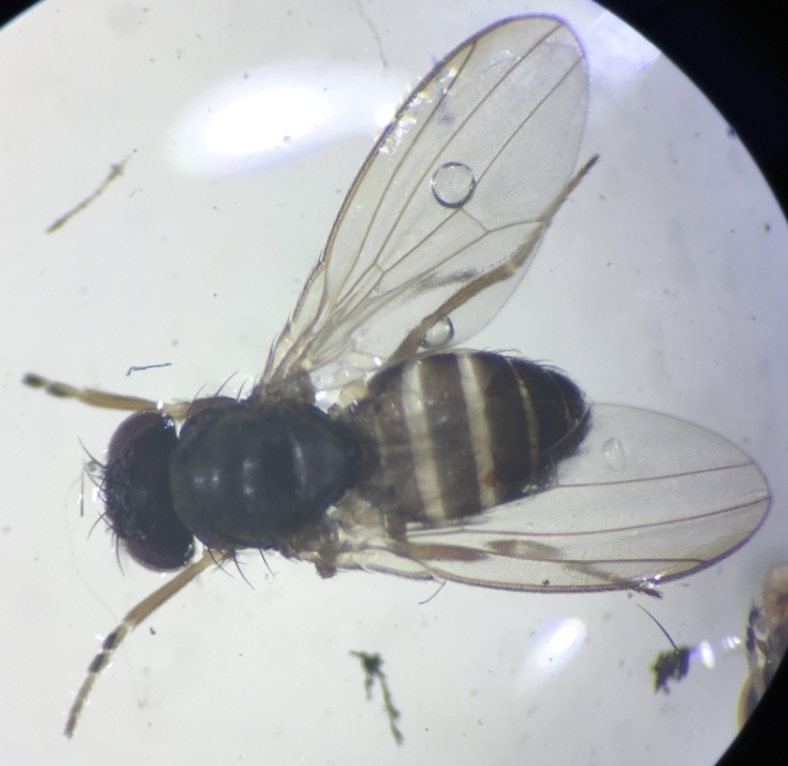 Diptera.info - Discussion Forum: Gitona distigma and Drosophila subobscura