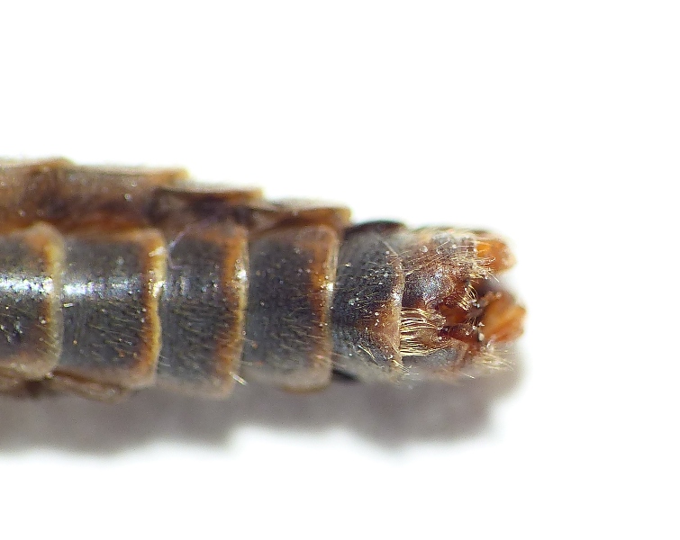 Diptera.info - Discussion Forum: Limoniidae 2 (NL)