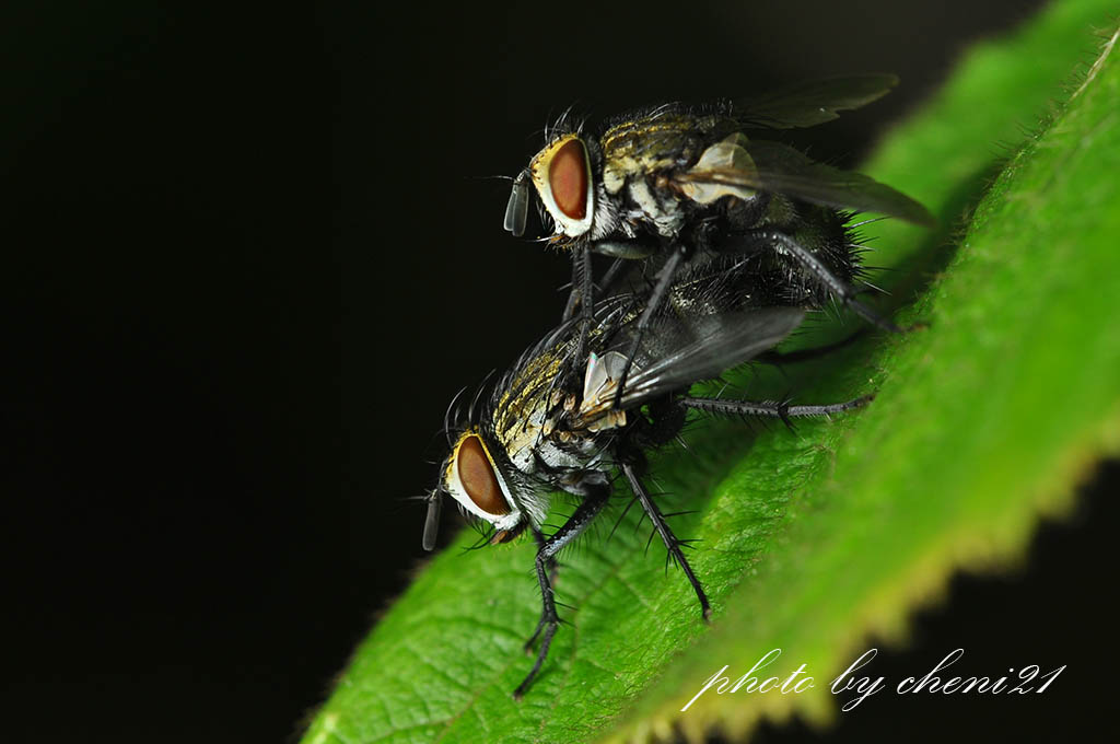 Diptera.info - Discussion Forum: A fly from China, Tachinidae?