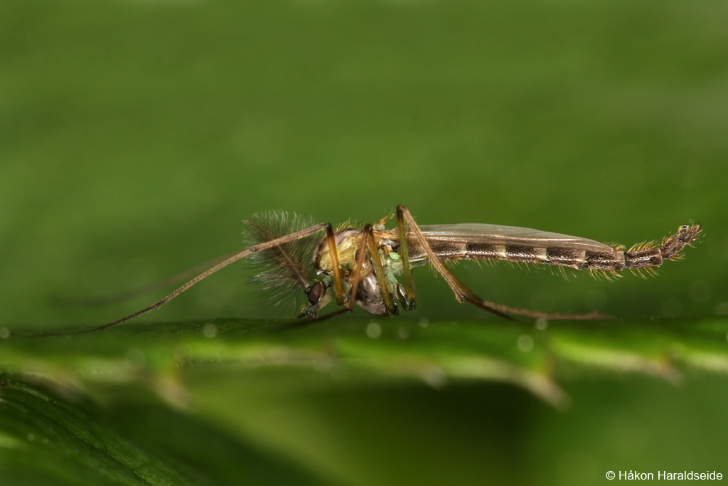 Diptera.info - Discussion Forum: Chironomidae confirmation