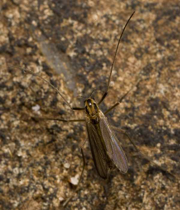 Diptera.info - Discussion Forum: Chironomidae, probably Orthocladiinae