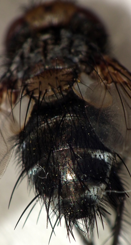 Diptera.info - Discussion Forum: Gonia to ID