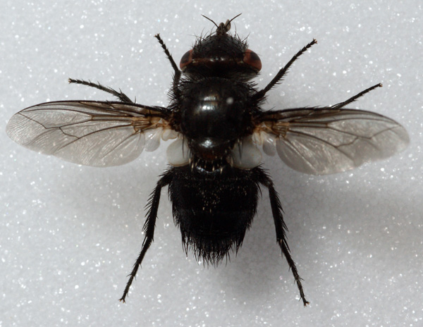 Diptera.info - Discussion Forum: Sardinia Tachinidae Gonia