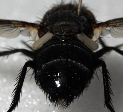 Diptera.info - Discussion Forum: Sardinia Tachinidae Gonia