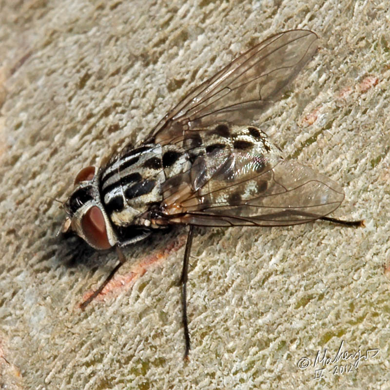 Diptera.info - Discussion Forum: Graphomya maculata, (female ...