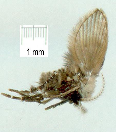 Diptera.info - Discussion Forum: Australian Psychodidae