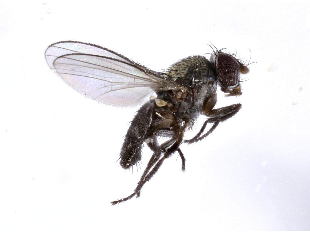 Diptera.info - Discussion Forum: Australian Milichiidae