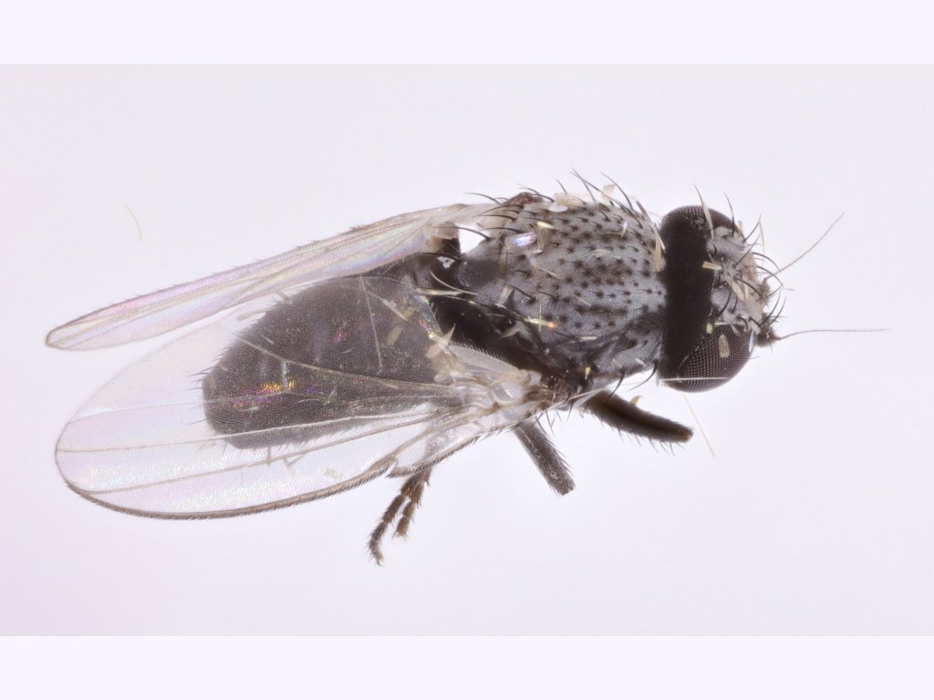 Diptera.info - Discussion Forum: Australian Milichiidae