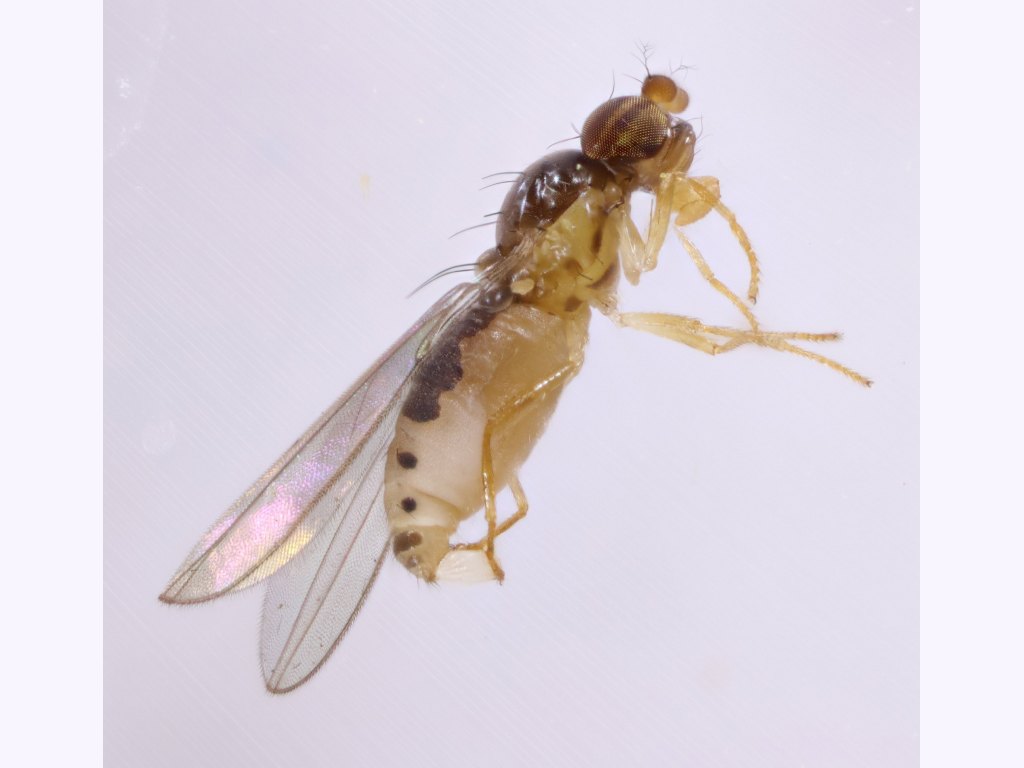 Diptera.info - Discussion Forum: Australian Asteiidae