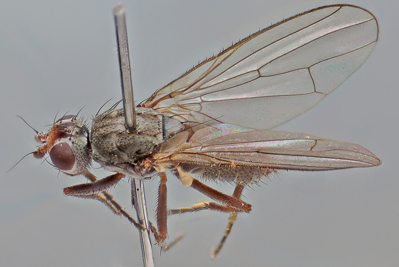 Diptera.info - Discussion Forum: Heleomyza?