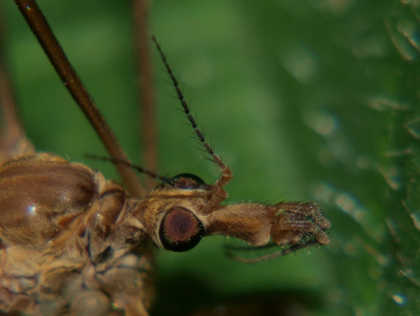 Diptera.info - Discussion Forum: Tipula ?livida?, Sussex