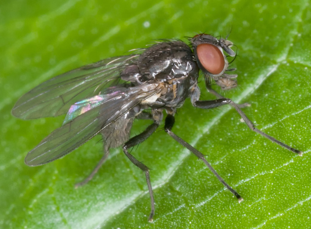 Diptera.info - Discussion Forum: Hebecnema ? -> H. nigra female
