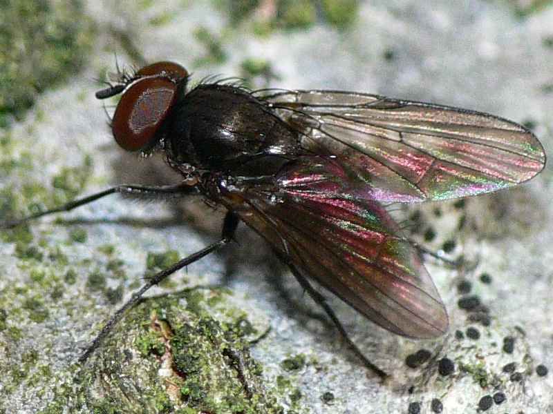 Diptera.info - Discussion Forum: Muscidae? Or Fanniidae ...