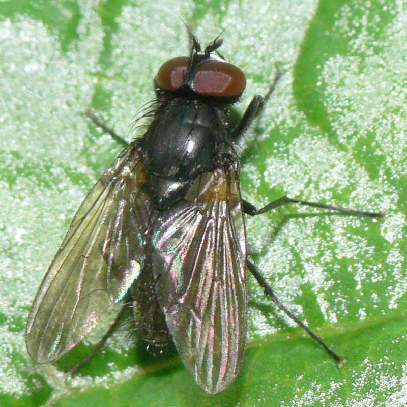 Diptera.info - Discussion Forum: Muscidae? Hebecnema? (13.05.11 ...