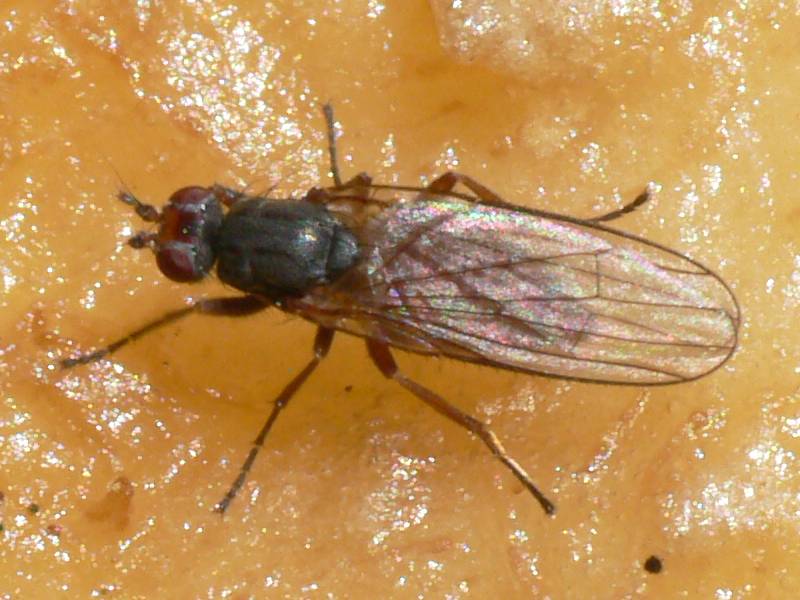 Diptera.info - Discussion Forum: Heleomyzid from 05.03.13 --> Heleomyza sp.