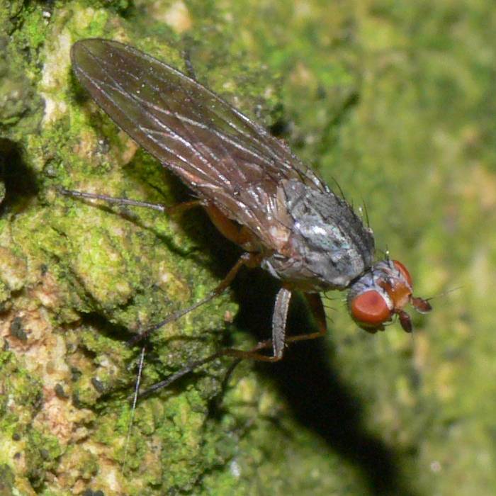 Diptera.info - Discussion Forum: Heleomyzid #2 from 08.01.12 ...