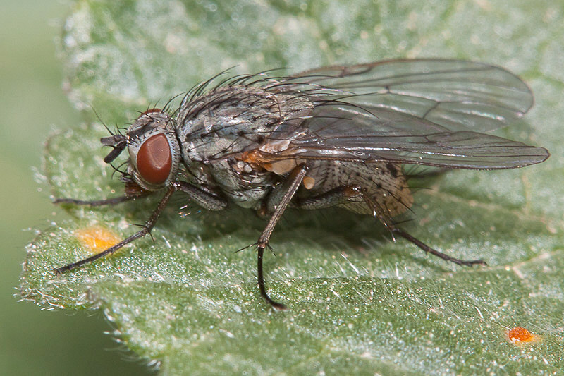 Diptera.info - Discussion Forum: Helina reversio