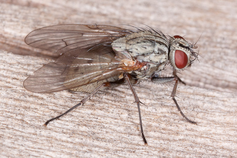 Diptera.info - Discussion Forum: Helina reversio