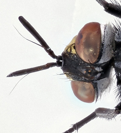 Diptera.info - Discussion Forum: Zambia Tachinidae Hermya