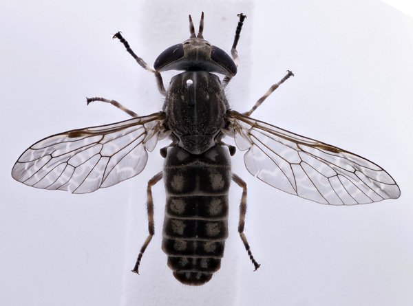 Diptera.info - Discussion Forum: Zambia Tabanidae Haematopota sp. C